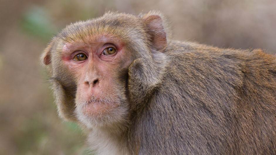 किसानको मुख्य समस्या नै बाँदर